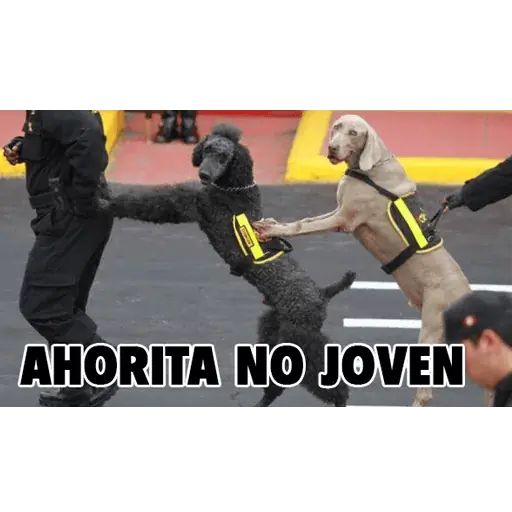 Pack de stickers para Telegram «Ahorita no joven...»